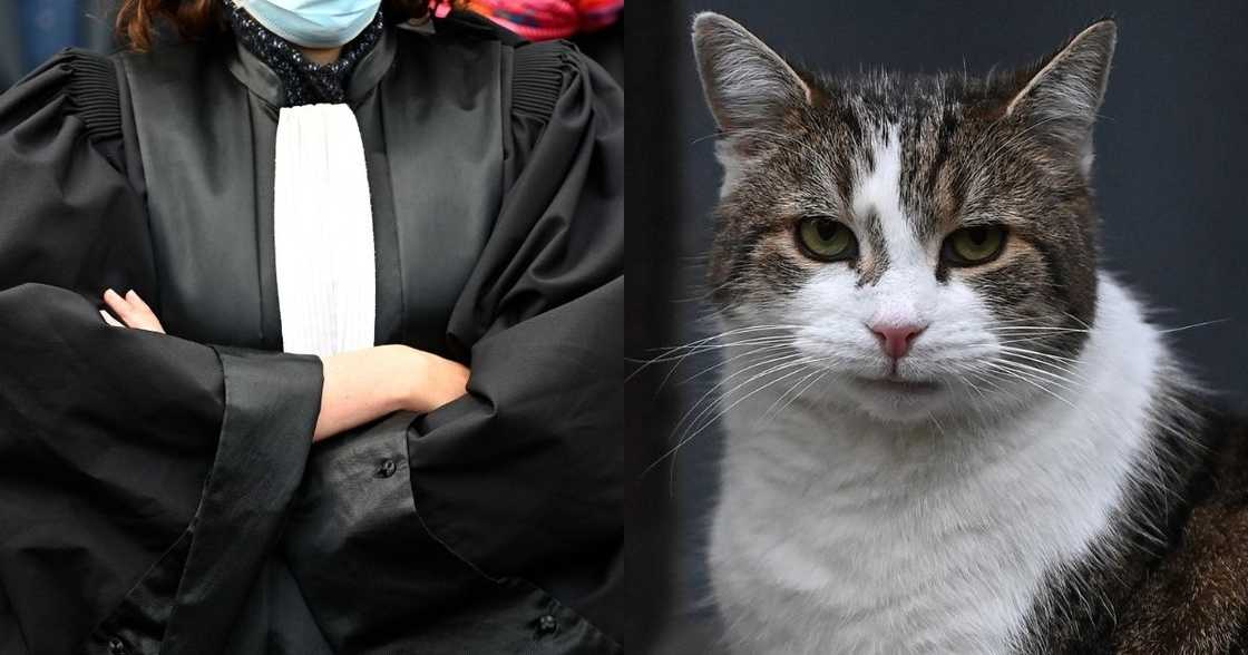 Feline Muddle: Lawyer Has Purrfect Response to Unexpected Cat Filter ...