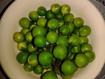 Health benefits of turkey berry - YEN.COM.GH