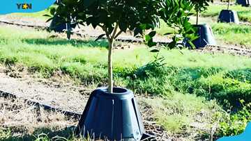 Johnny Georges Tree T-PEE’s net worth story before and after Shark Tank ...