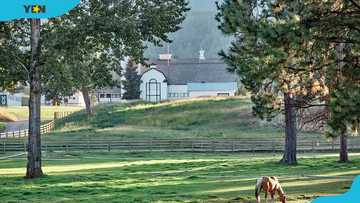 Where is the Yellowstone Ranch filmed? The real Dutton ranch and how to ...