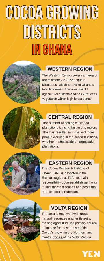 Complete List of Cocoa Growing Districts and Regions in Ghana - YEN.COM.GH