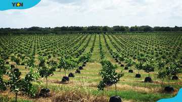 Johnny Georges Tree T-PEE’s net worth story before and after Shark Tank ...