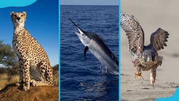 What is the fastest animal? Top 20 fastest animals on land and in water ...