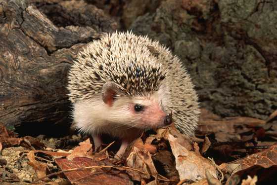 What eats snakes? List of animals that hunt, eat, and prey on snakes ...