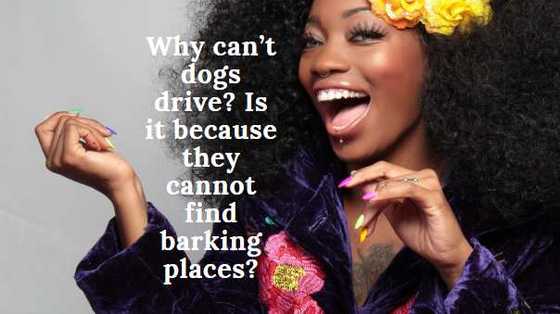 100 best question jokes which will make you laugh out loud - YEN.COM.GH