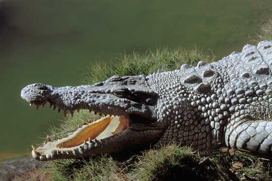 25 most aggressive animals that dominate land, sea, and sky - YEN.COM.GH