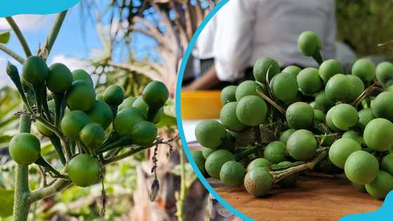 35+ common spices in Ghana: local names and uses you should know - YEN ...