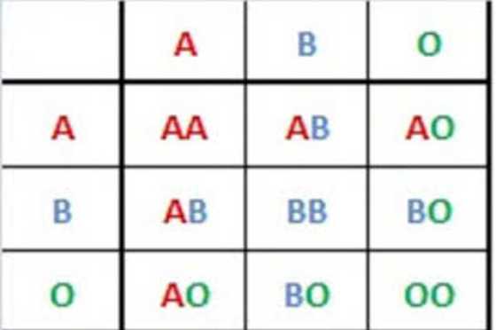 Blood type genotypes and their characteristics in human beings - YEN.COM.GH