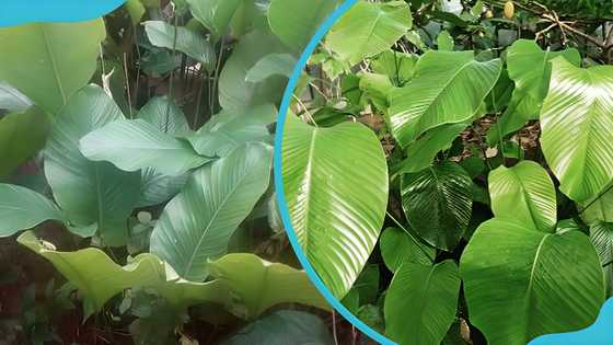 35+ common spices in Ghana: local names and uses you should know - YEN ...