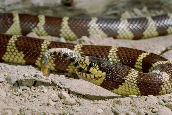 What eats snakes? List of animals that hunt, eat, and prey on snakes ...