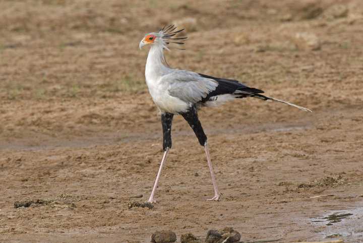 What is the dumbest animal? 20 least intelligent animals in the world ...