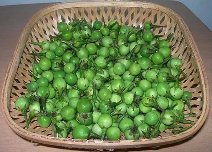 Health benefits of turkey berry - YEN.COM.GH