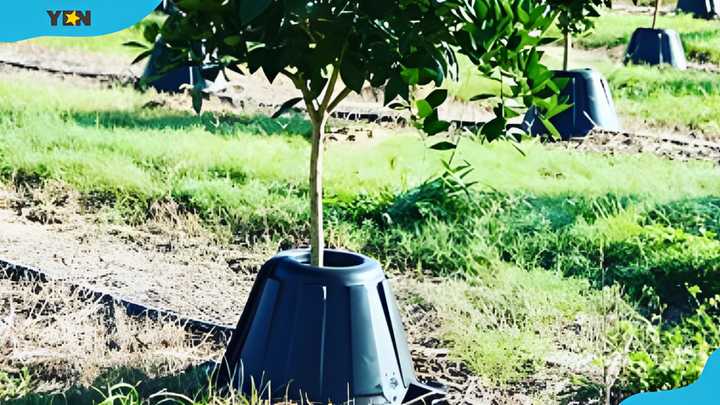 Johnny Georges Tree T-PEE’s net worth story before and after Shark Tank ...