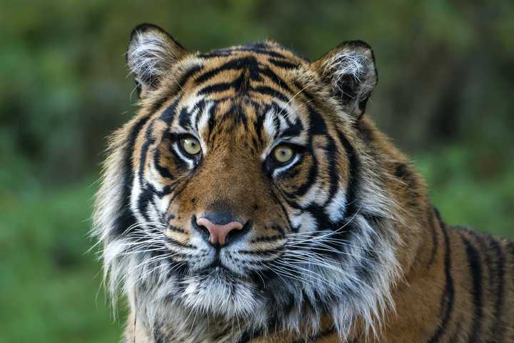 25 most aggressive animals that dominate land, sea, and sky - YEN.COM.GH