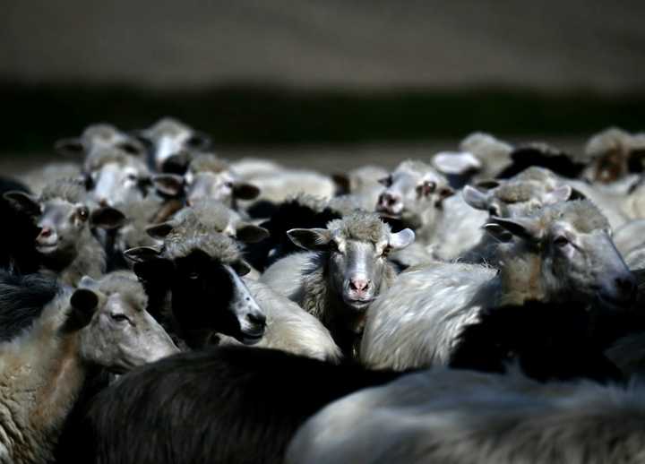 Sardinia's sheep farmers battle bluetongue as climate warms - YEN.COM.GH