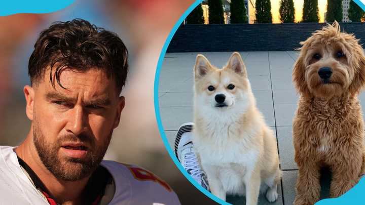 Everything about Travis Kelce's dogs, Rambo and Chauncey - YEN.COM.GH