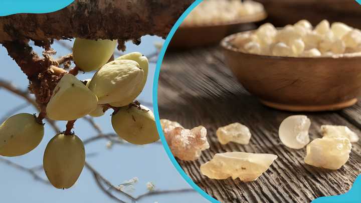 35+ common spices in Ghana: local names and uses you should know - YEN ...