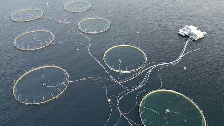 Dying salmon trouble Norway's vast fish-farm industry - YEN.COM.GH